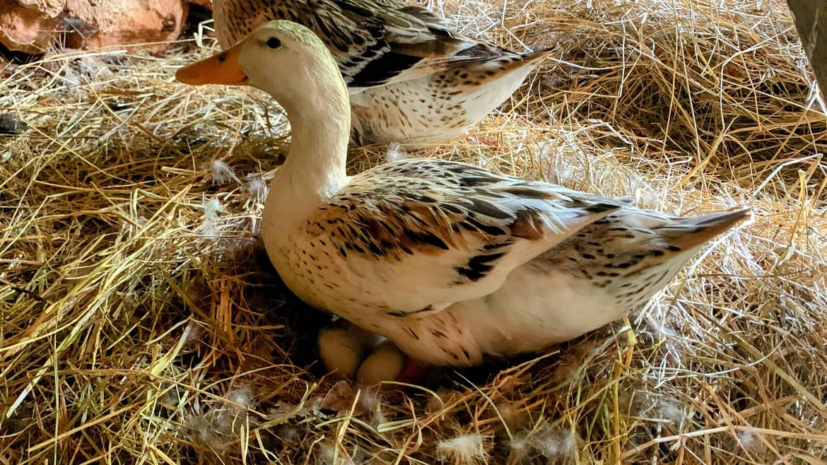 How to Tell if Your Hen is Broody - Single Mom On A Farm