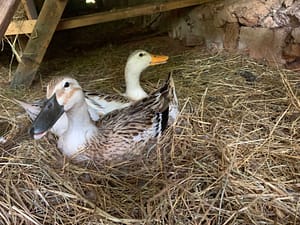 How to Tell if Your Hen is Broody - Single Mom On A Farm