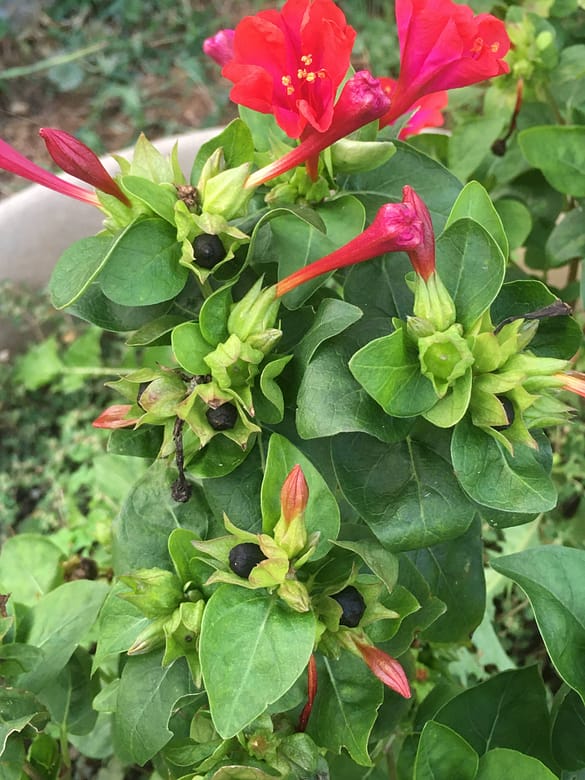 How to Propagate Four O'Clock Flowers - Single Mom On A Farm